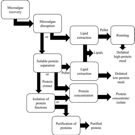 Pdf Microalgae Proteins Production Separation Isolation