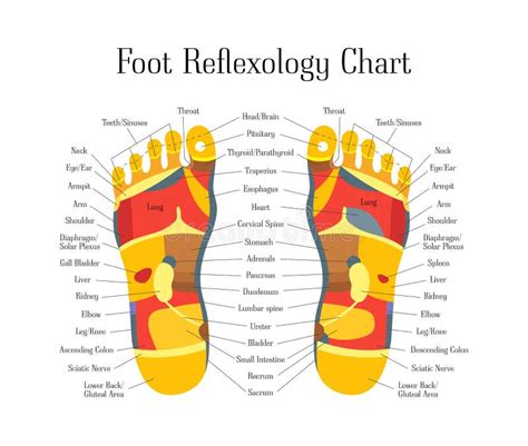 Hand Reflexology Chart Description Stock Vector Illustration Of