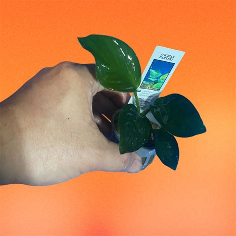 Anubias Barteri Potted