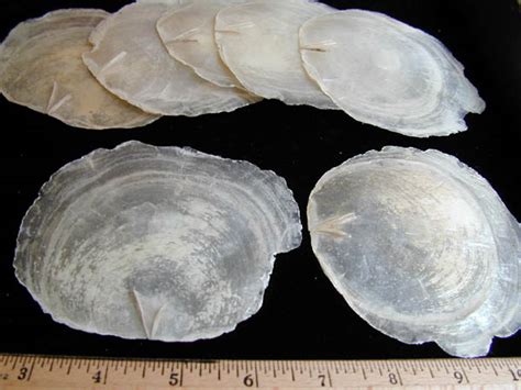 Kapis Atbp Capiz Shell Or Pios