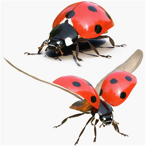Ladybug Rigged 3d Model Turbosquid 1519352