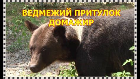 ВЕДМЕЖИЙ ПРИТУЛОК ДОМАЖИР частина 4 заключна Youtube