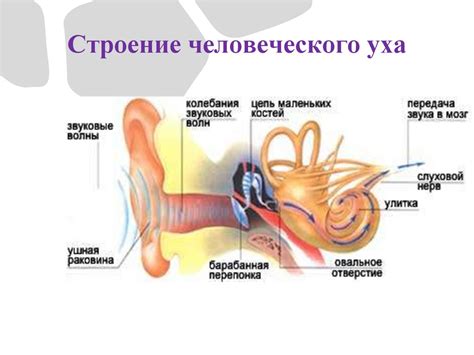 Влияние наушников на слух человека - презентация онлайн