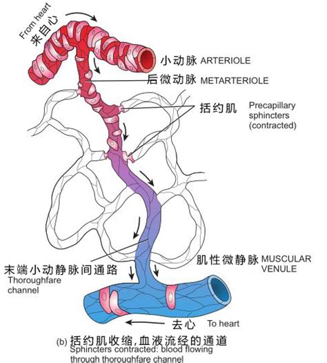 嘉应学院医学院解剖教研室