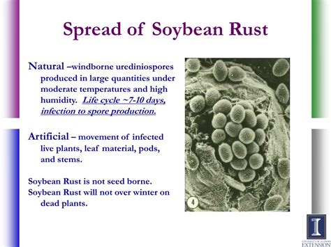Ppt Asian Soybean Rust Powerpoint Presentation Free Download Id