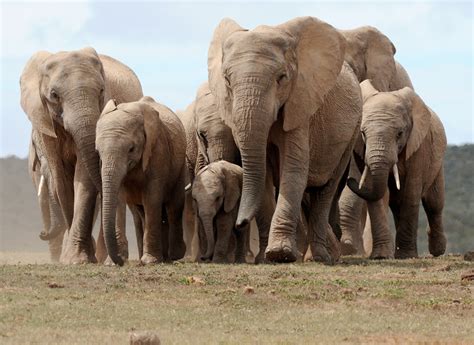 Wild Elephants Sleep Just 2 Hours A Day Puzzling Scientists In Ucla