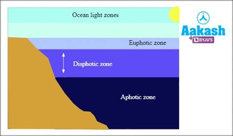 Photic Zone Example