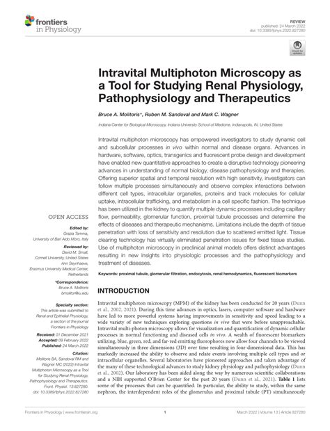 Pdf Intravital Multiphoton Microscopy As A Tool For Studying Renal