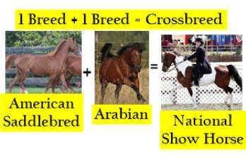 Breeding Meaning