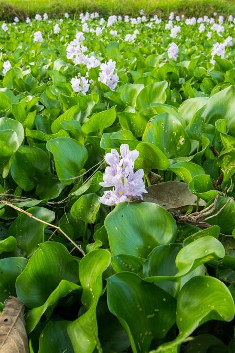 Water Hyacinth Flowers And Leaves In The Pond Stock Image Image Of