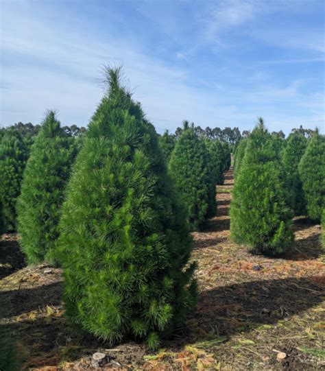 Christmas Trees Waverley Valley Scouts