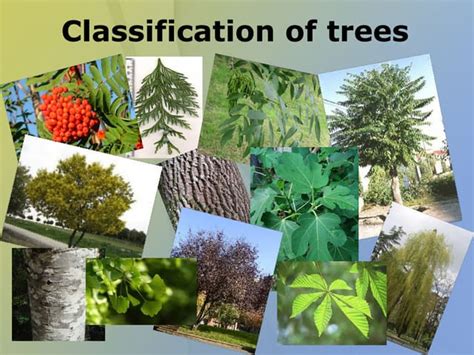 Classification Of Trees Ppt