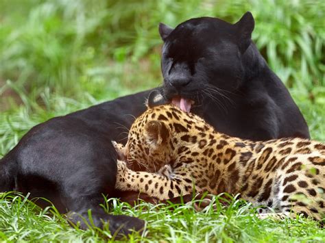 더쿠 서로를 사랑하는 게 너무 잘 보이는 재규어 모자母子