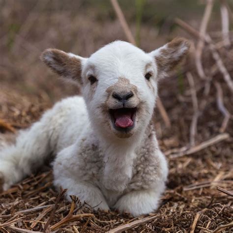 Stream Chi Yin Ji Music Listen To Songs Albums Playlists For Free On Soundcloud