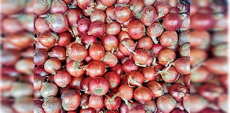 ကျောက်ပန်းတောင်းမြို့နယ်ထွက်ကြက်သွန်နီများဈေးကောင်းရရှိ Myawady Webportal