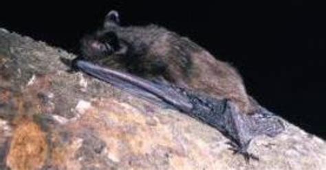 Serotine Uk Bats Bat Conservation Trust