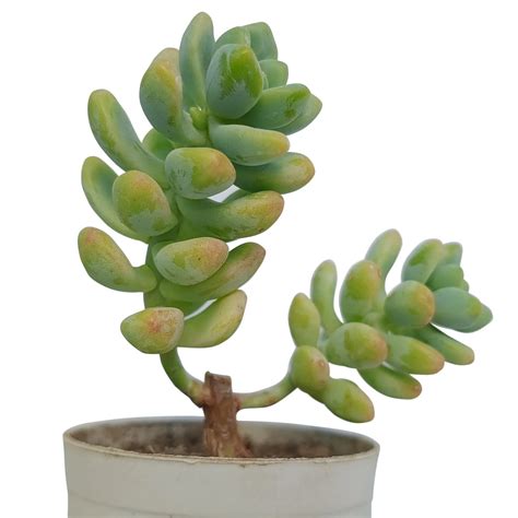 Buy Sedum Allantoides Plant Online Secculent