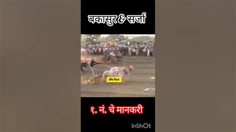 बकासुर आणि सर्जा १ नंबर चे मानकरी औंध मैदान Bailgada Bailgadasharyat