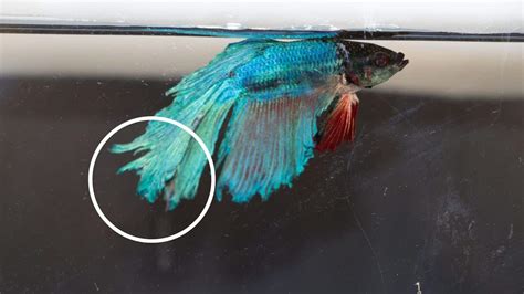 Restoring The Grace Of Your Betta Essential Tips To Heal Fin Rot