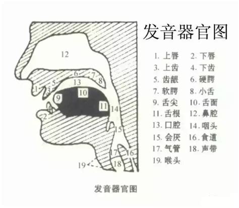 图解英语48个音标发音，太牛了，收藏起来！