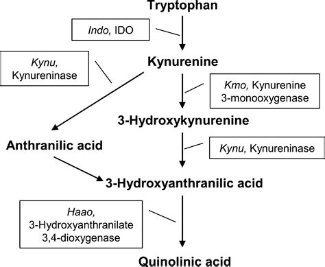Exams And Me Quinolinic Acid