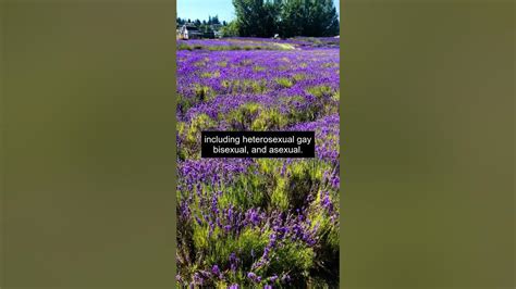 Men Can Have Different Sexual Orientations Including Heterosexual Gay