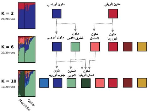 الجينوم الأثري ض 🔹 مكون شمال إفريقيا بمختبرات الفحوصات الخاصة يعتمد