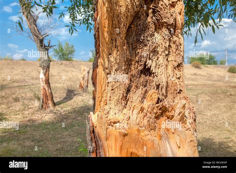 Nature Details Of Rotten Tree Stock Photo Alamy