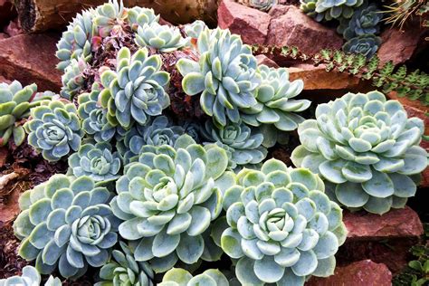 Echeveria Elegans Plant Care Plantly