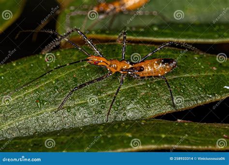 Assassin Bug Nymph Stock Photo Image Of Wild Nymph