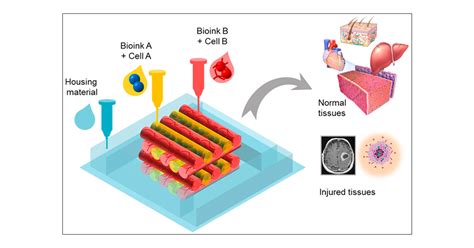 3d Printed Tissue Models Present And Future Acs Biomaterials Science And Engineering