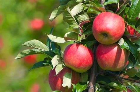 Drzewka owocowe kolumnowe Jabłoń czereśnia grusza i inne JESIEŃ Gardenowa