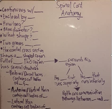 Spinal Cord Anatomy Diagram Quizlet