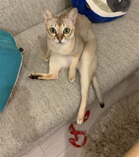 種﨑敦美種崎敦美さんの人気ツイート（古い順） ついふぁん！