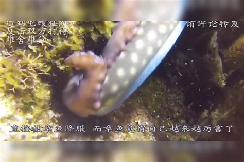 章鱼捕食电鳗，遭到电鳗猛烈反击！双方打得难舍难分！电鳗双方