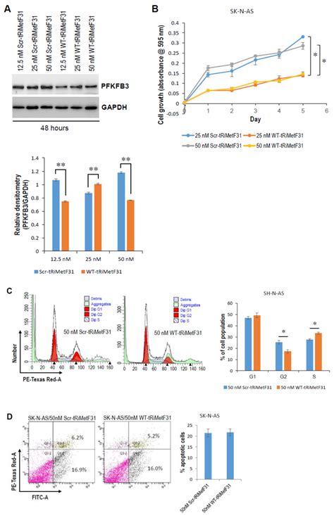 Trimetf31 Inhibits Proliferation And Induces S Phase Cell Cycle Arrest