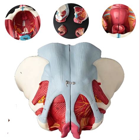 Disassembled Female Pelvis Anatomy Model Pvc Female Pelvis With Floor Muscle And Nerve Model Lab