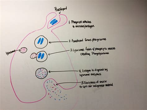 Phagocytosis Medical Science Immune System Medical