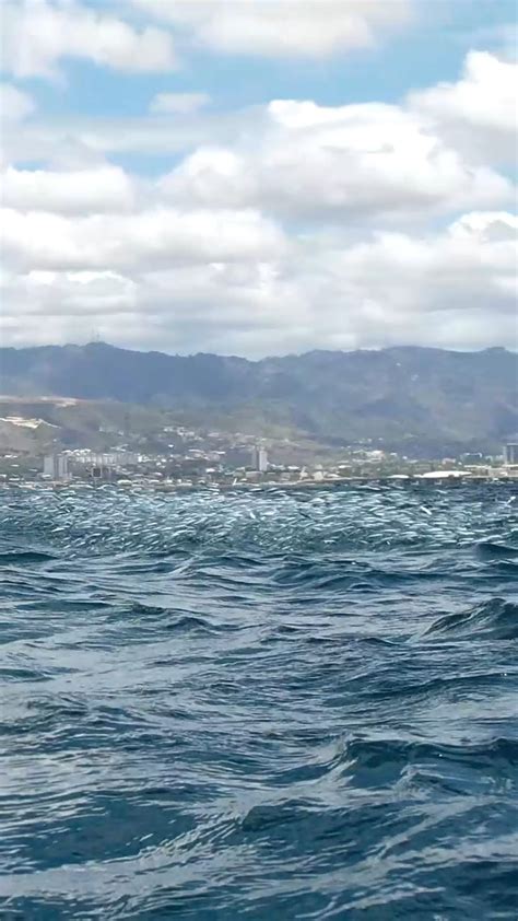 Pinctada Maxima Clumps Of Pinctada Maxima Locally Known As Tipay Or Mother Of Pearl Oysters