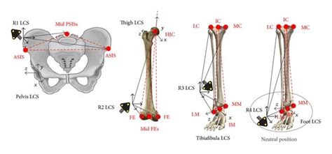 Joint Coordinate System Definition According To Isb Recommendation 5