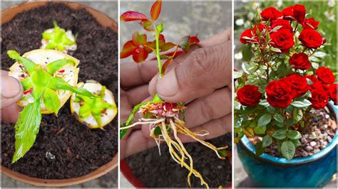 Try To Growing Rose Plants From Flower Buds How To Propagate Roses