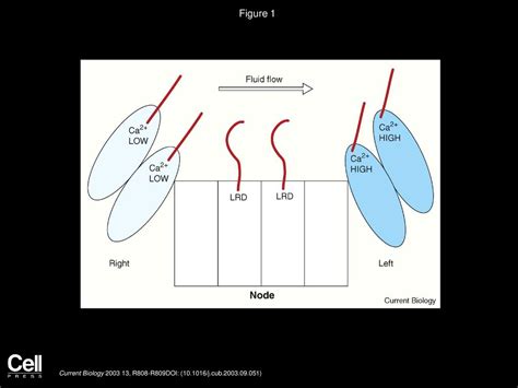 Left Right Asymmetry Nodal Cilia Make And Catch A Wave Ppt Download
