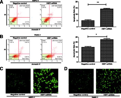 Heat Shock Factor 1 Inhibits The Mitochondrial Apoptosis Pathway By