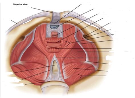 Ob Gyn Diagram Quizlet