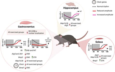 Schematic Representation Summarizing The Main Findings Of The Present Download Scientific