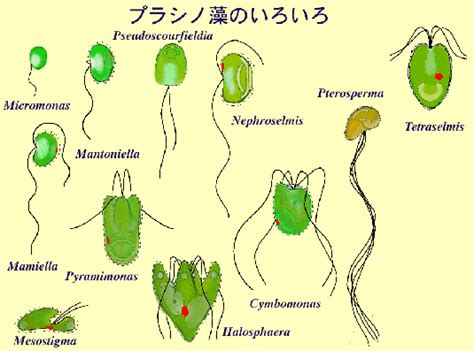 Prasinophytes Prasinophytes
