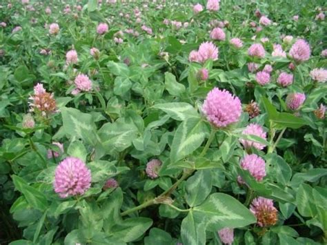 Crvena Djetelina Trifolium Pratense Sjeme