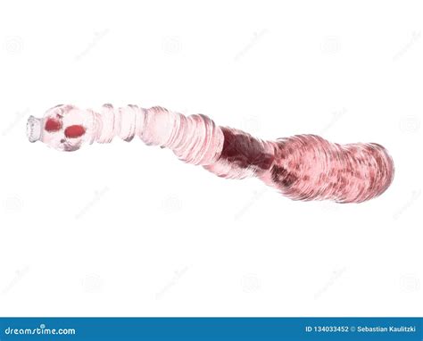 An Echinococcus Granulosus Stock Illustration