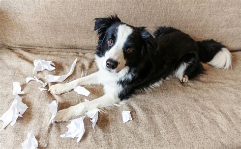 How To Tell If Your Dog Is Stressed