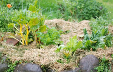 Step 3 How To Mulch Your Garden And Why You Should — Ooooby Blog